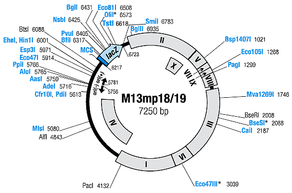 Vector description & restriction maps: M13mp18 DNA, M13mp19 DNA