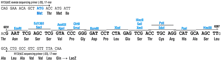Vector description & restriction maps: M13mp18 DNA, M13mp19 DNA