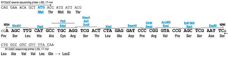 Vector description & restriction maps: M13mp18 DNA, M13mp19 DNA